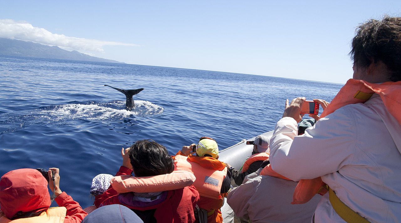 12-daagse reis walvis en dolfijn Azoren | Sundowner Wildlife Holidays
