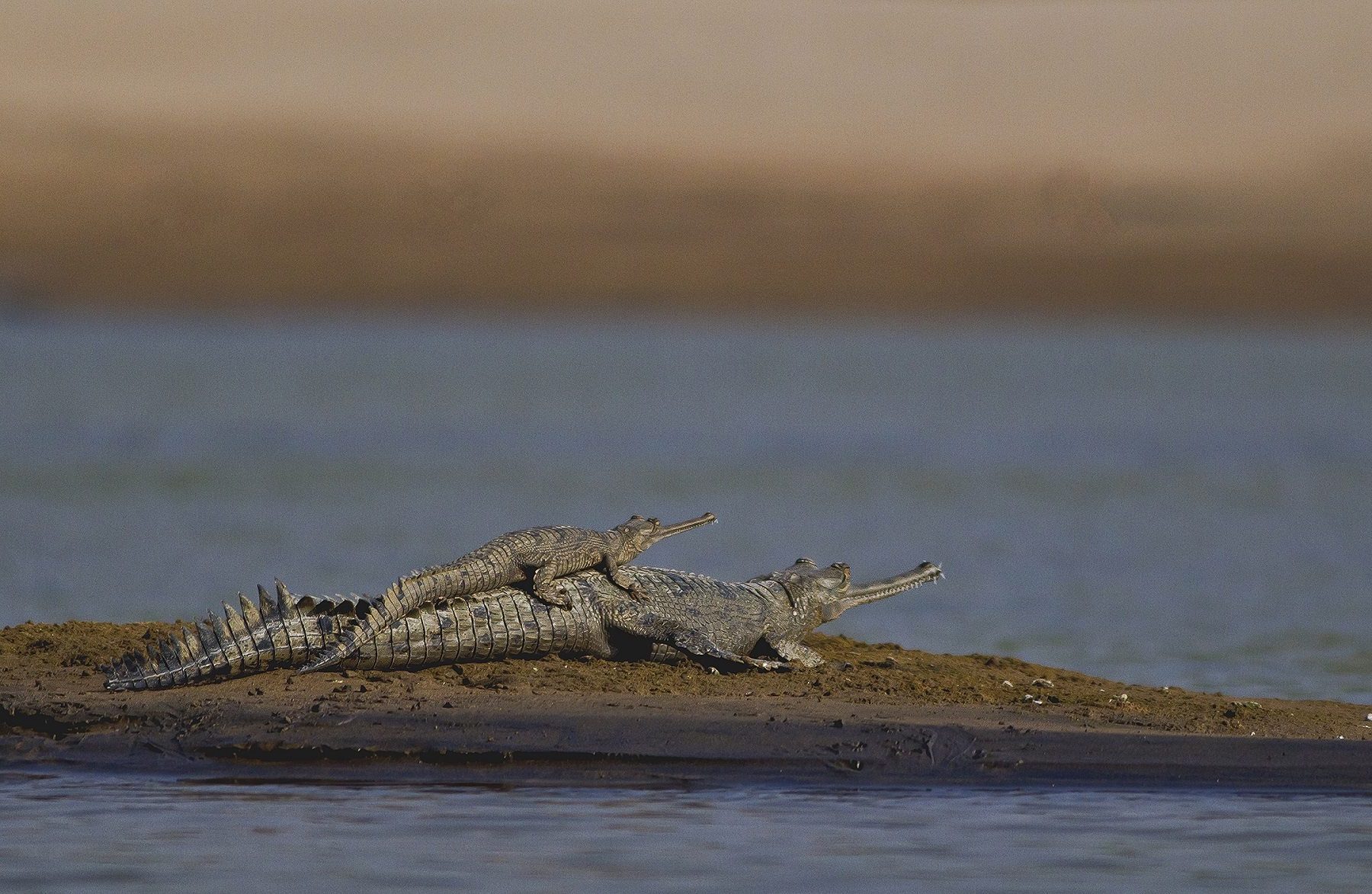 Chambal National Sanctuary | Sundowner Wildlife Holidays
