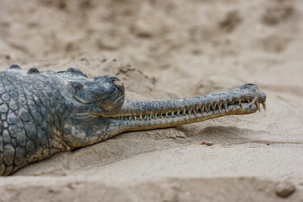 Klassieke natuurreis Nepal | Sundowner Wildlife Holidays