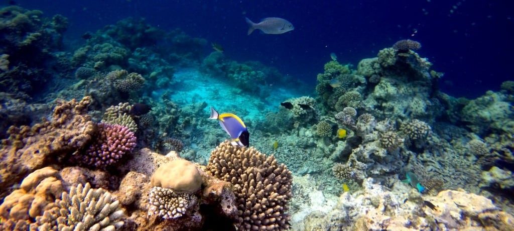 Vilamendhoo Island Resort | Sundowner Wildlife Holidays