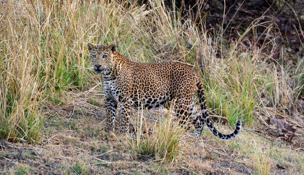 Rwanda - Sundowner Wildlife Holidays