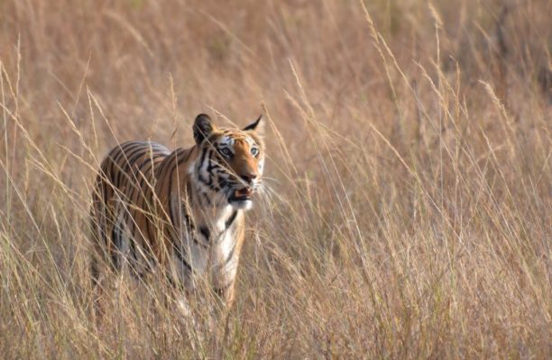 Kanha National Park | Sundowner Wildlife Holidays