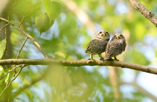 Kanha National Park | Sundowner Wildlife Holidays