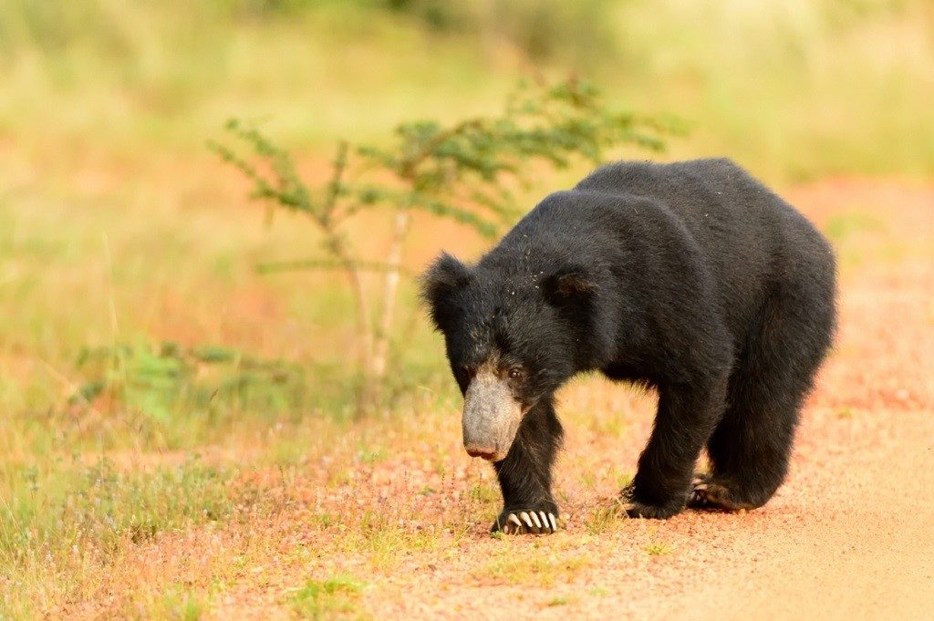 Sukla Phanta National Park | Sundowner Wildlife Holidays