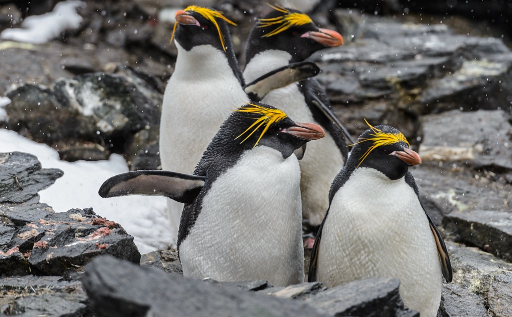 Falkland Islands | Sundowner Wildlife Holidays