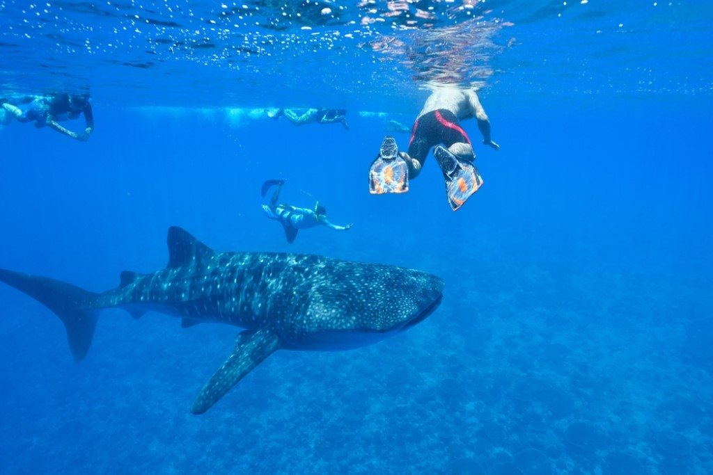 Zwemmen met haaien en grote zeedieren | Sundowner Wildlife Holidays