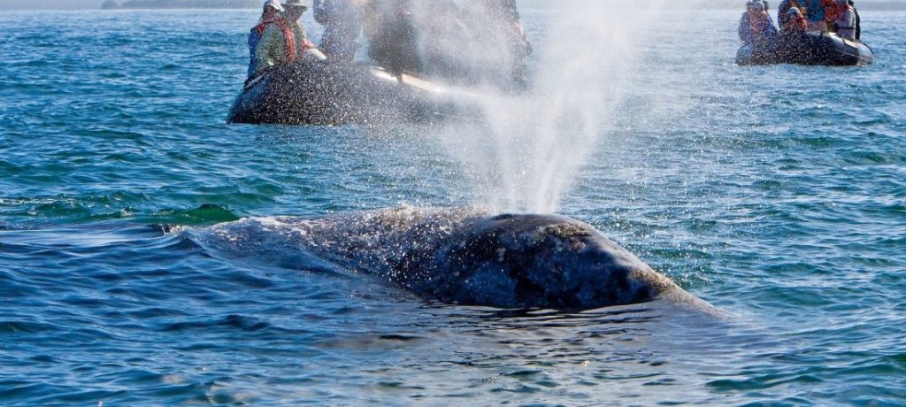 Grijze walvissen expeditie cruise | Sundowner Wildlife Holidays