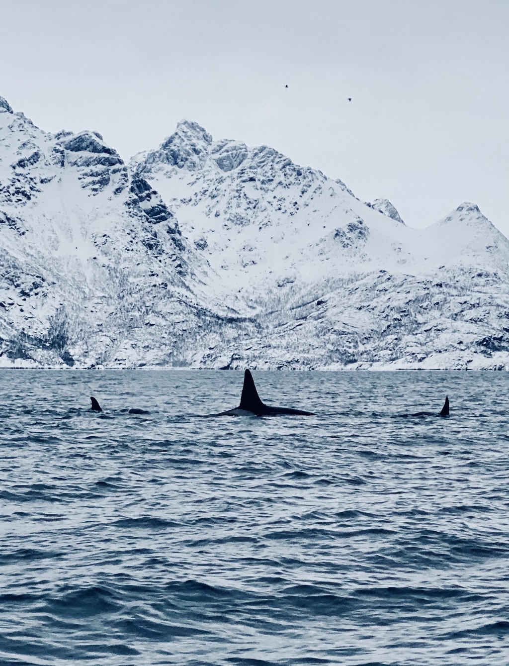 Zwemmen met orka's in Skjervoy | Sundowner Wildlife Holidays