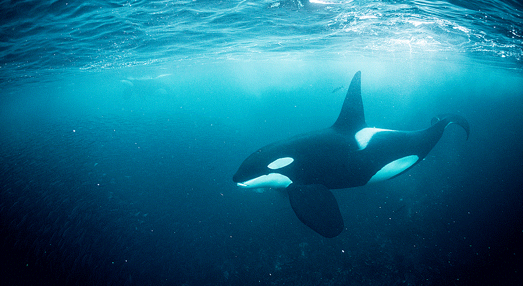 Zwemmen met orka's in Skjervoy | Sundowner Wildlife Holidays