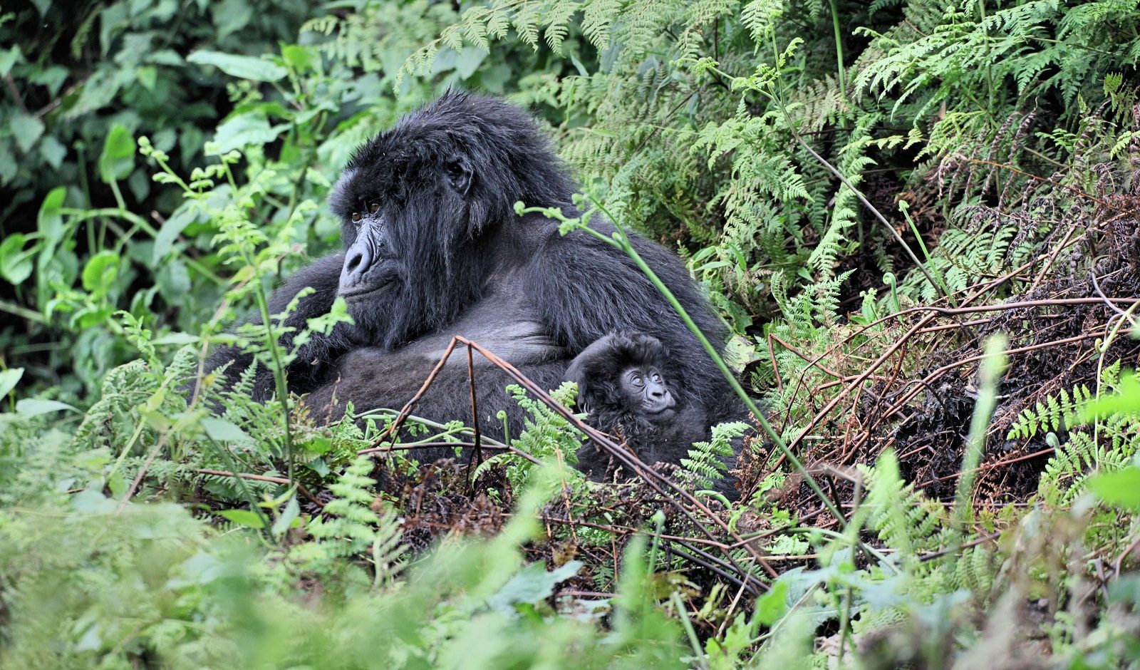 Berggorilla reizen | Sundowner Wildlife Holidays