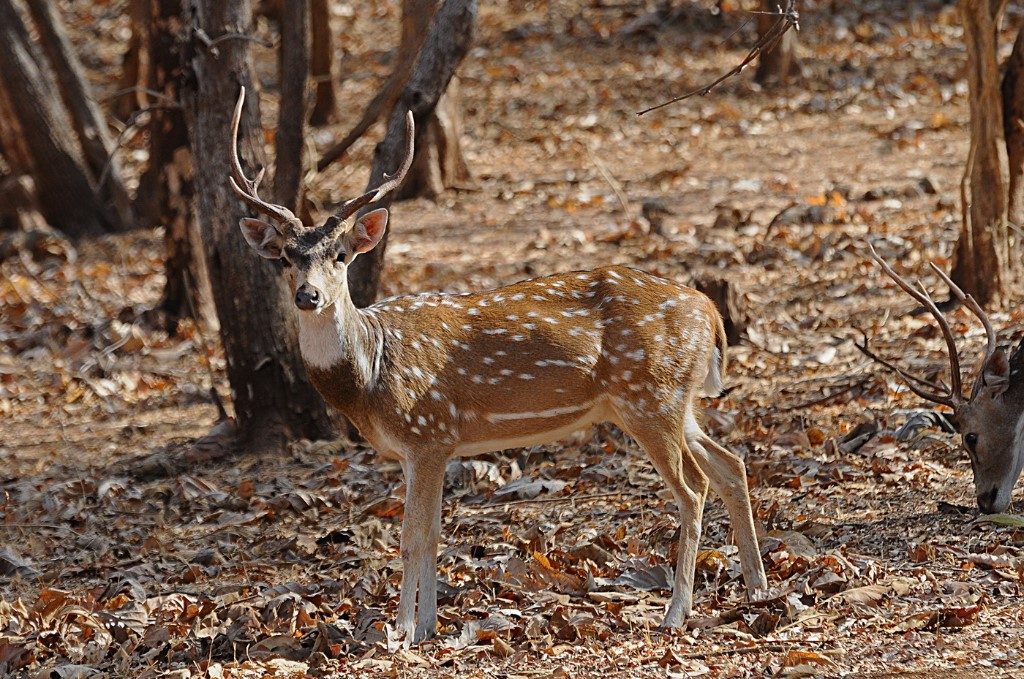 Sasan Gir National Park | Sundowner Wildlife Holidays