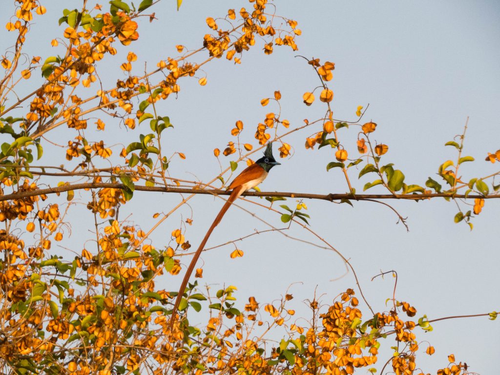 Sasan Gir National Park | Sundowner Wildlife Holidays