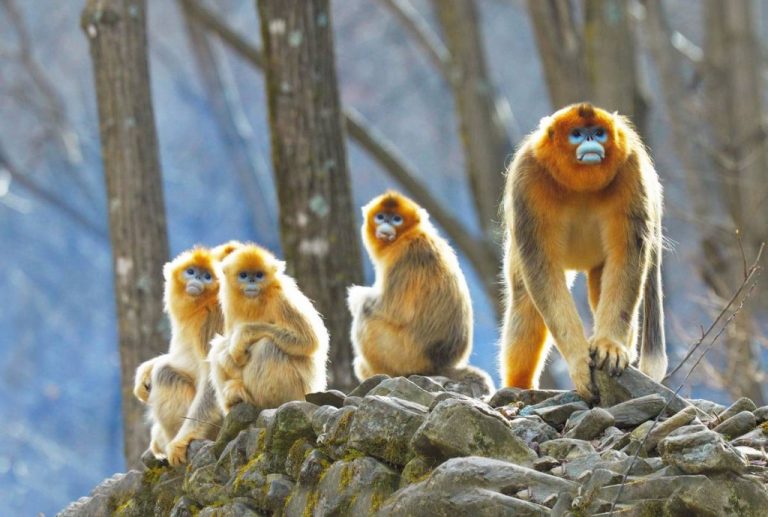 Golden Monkey Nature Reserve | Sundowner Wildlife Holidays