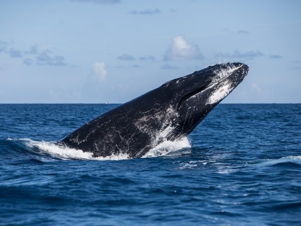 Walvissen en dolfijnen spotten | Sundowner Wildlife Holidays