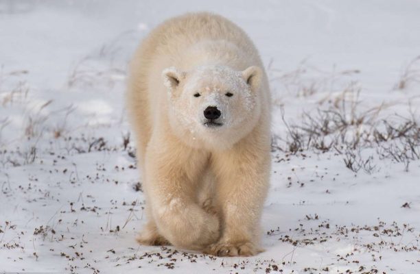 IJsberen Canada | Sundowner Wildlife Holidays