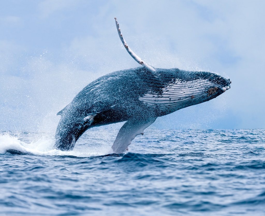 Walvis spotten in Afrika | Sundowner Wildlife Holidays