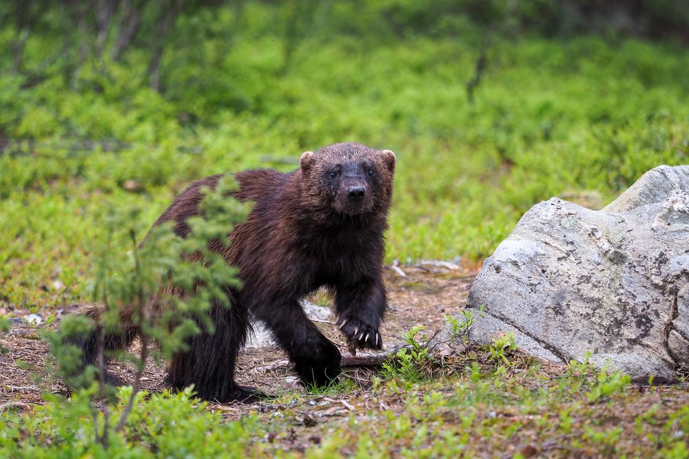 Bruine beren spotten in Finland | Sundowner Wildlife Holidays