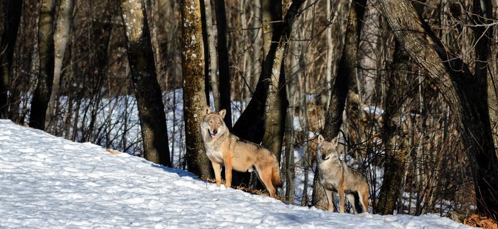 Wolven in Italië spotten | Sundowner Wildlife Holidays