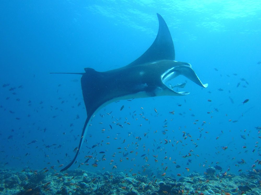 Tijgers in India & walvishaaien op de Malediven | Sundowner Wildlife ...