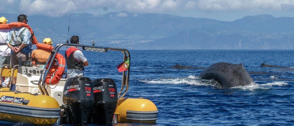 Azoren walvissen spotten op Pico | Sundowner Wildlife Holidays